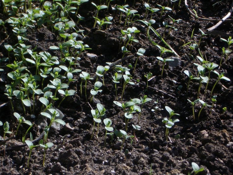 Growing and Preparing Flax for Spinning – Fiadnata's Notebook